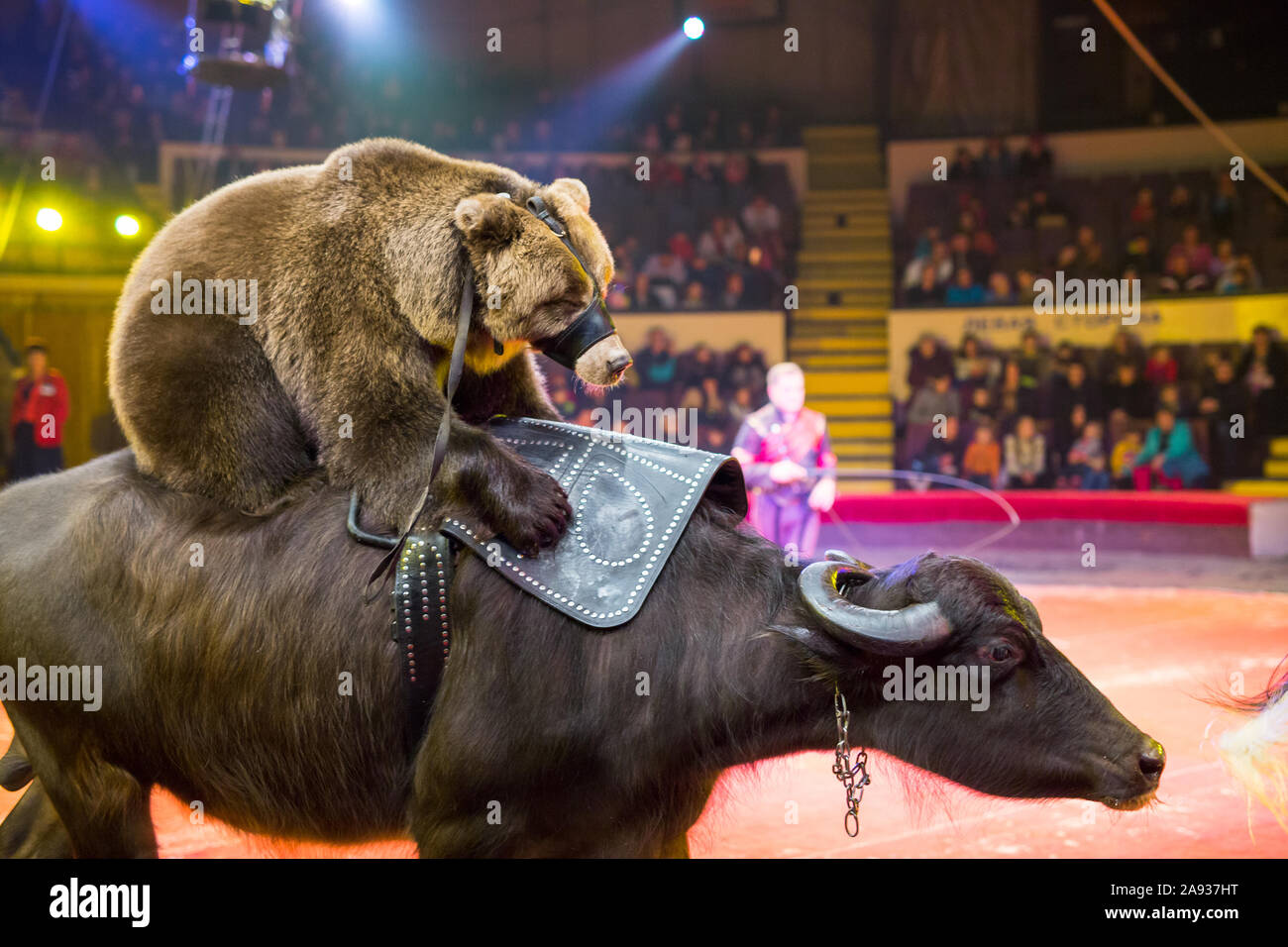 performance of brown bears buffalo in the circus arena Stock Photo - Alamy