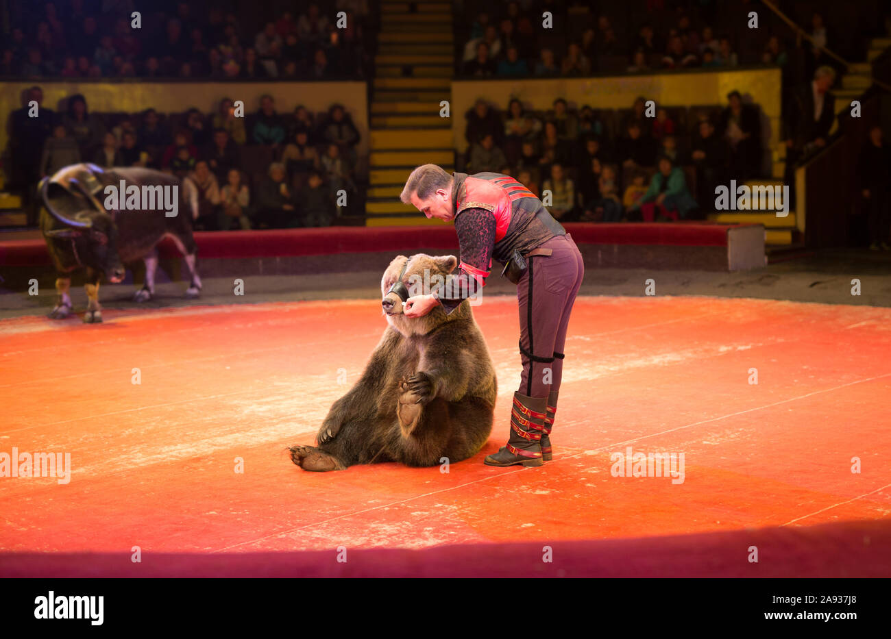performance of brown bears buffalo in the circus arena Stock Photo - Alamy
