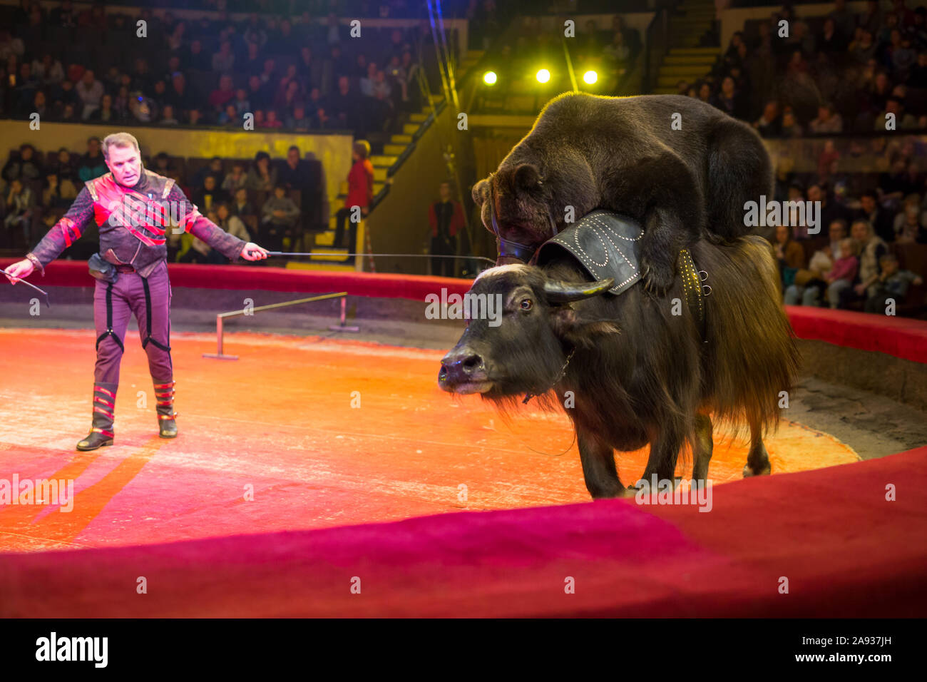 performance of brown bears buffalo in the circus arena Stock Photo - Alamy