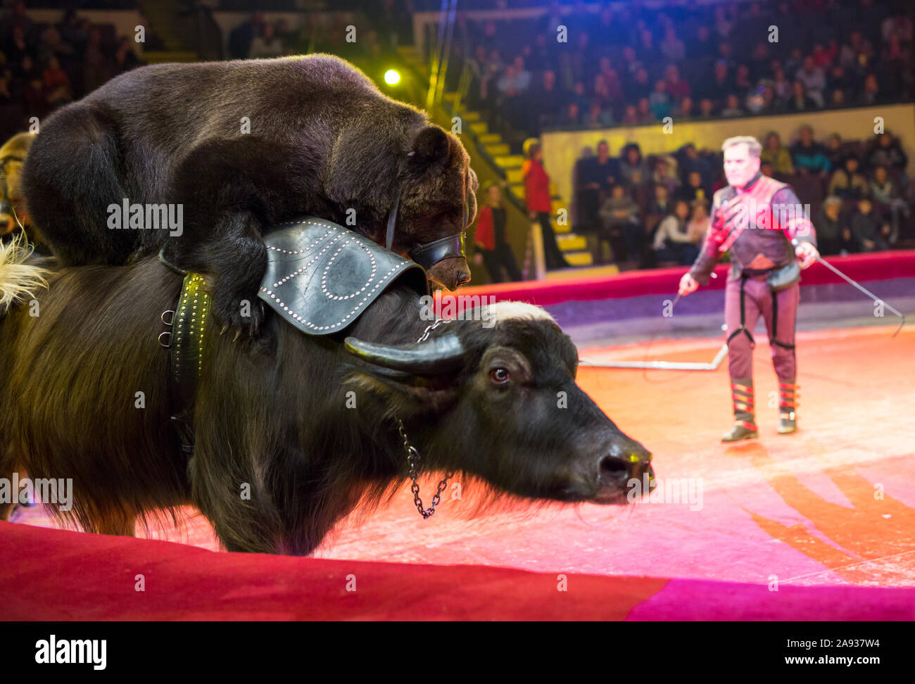 performance of brown bears buffalo in the circus arena Stock Photo - Alamy