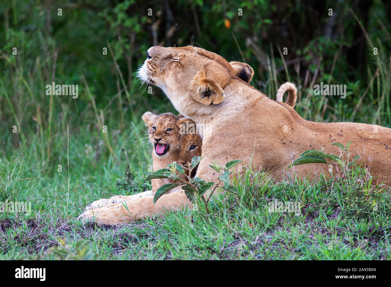 Lioness with cubs Stock Photo - Alamy