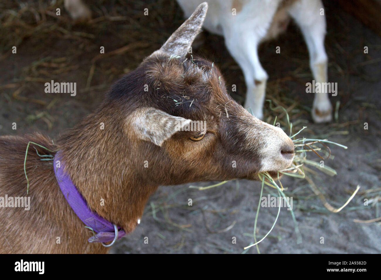 A farm goat wearing a purple collar chomps on a mouthful of sweet hay ...