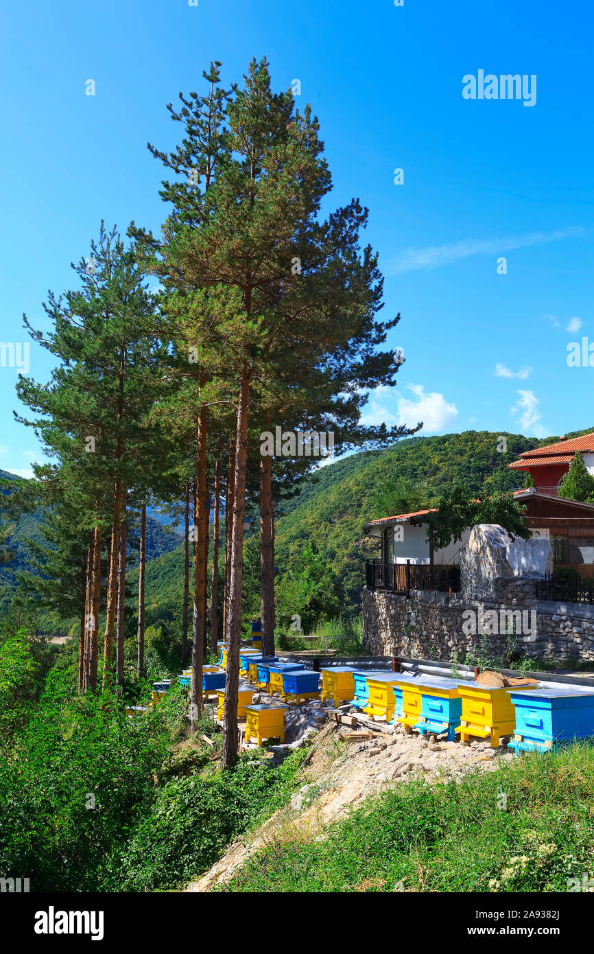 Pine trees, beehives at Vacha dam in Rhodopes mountains, Bulgaria Stock ...