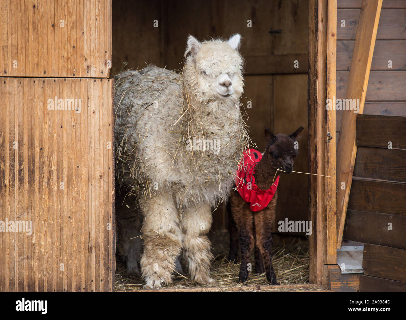 Fluffy Baby Alpaca