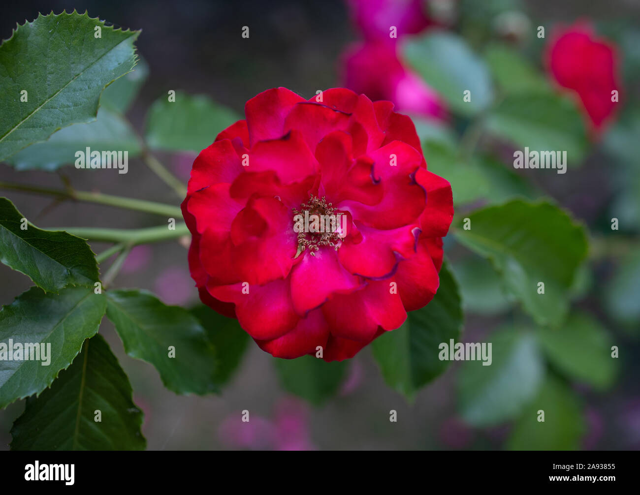 Saffron rose hi-res stock photography and images - Alamy