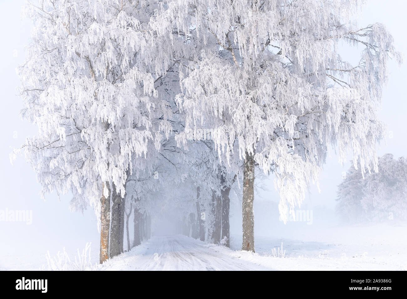 Tree trees fog avenue hi-res stock photography and images - Alamy