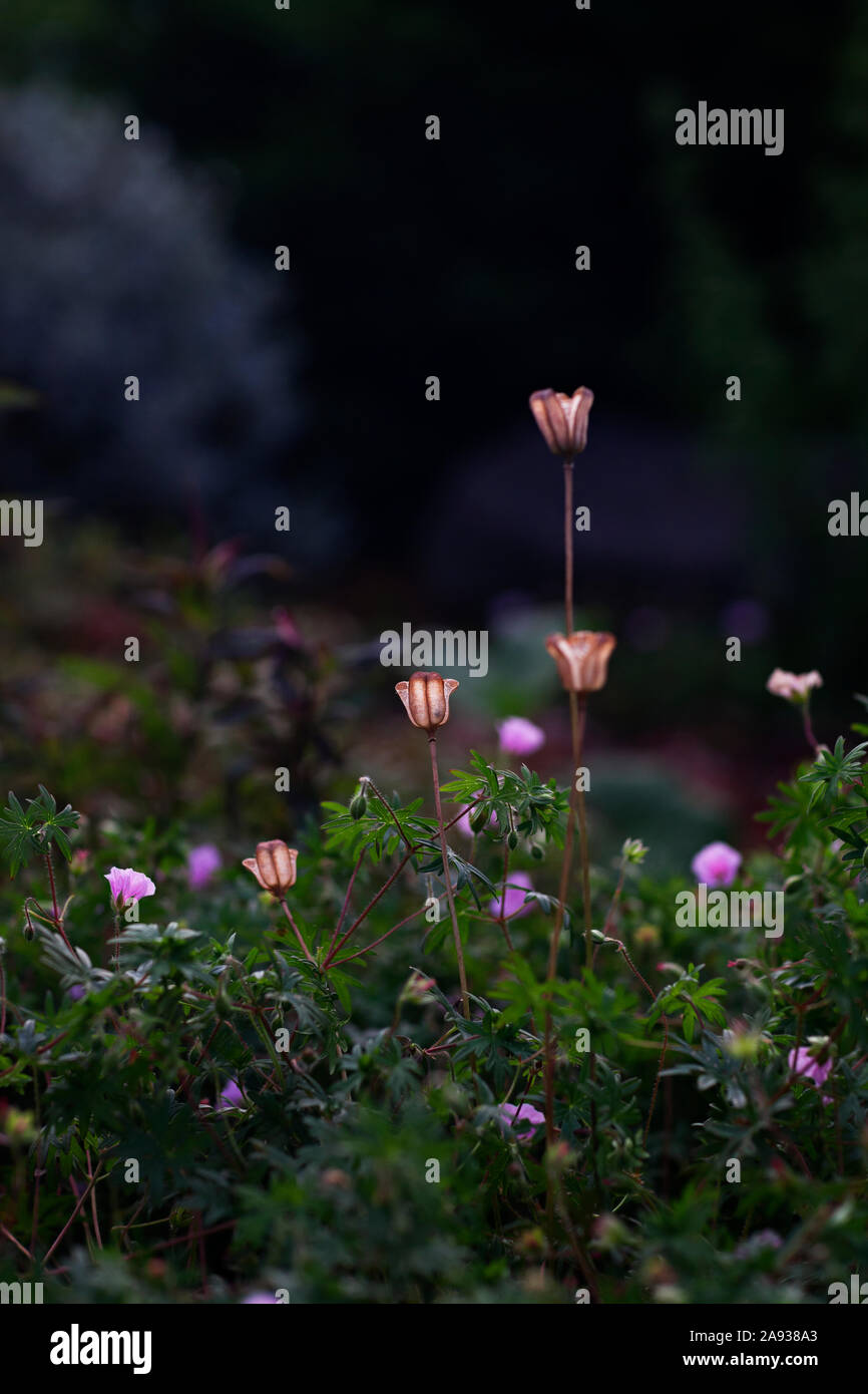 Nature plot hi-res stock photography and images - Alamy