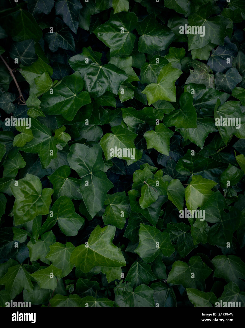 Grow color hi-res stock photography and images - Alamy