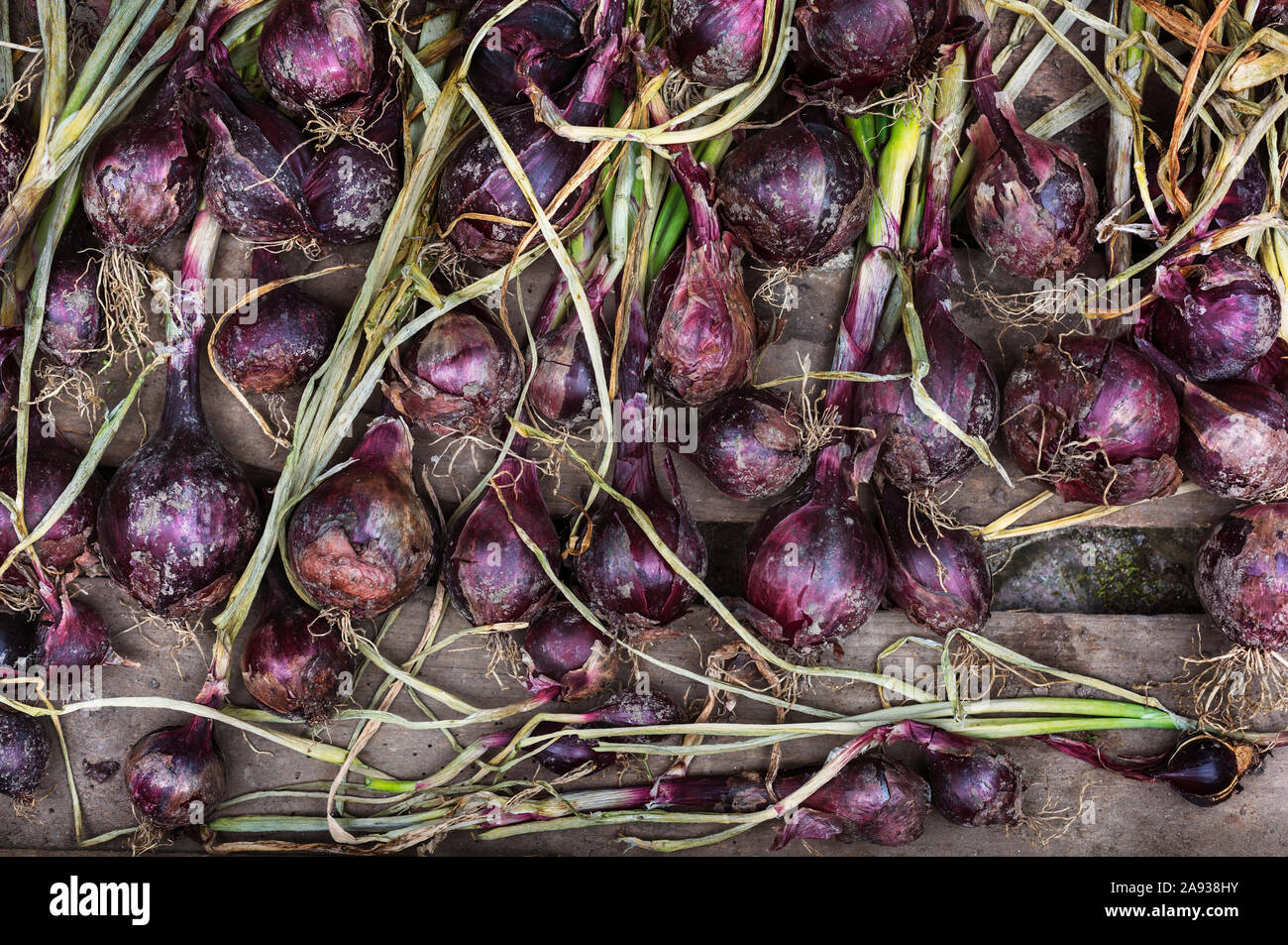 Red purple onion drying hi-res stock photography and images - Alamy