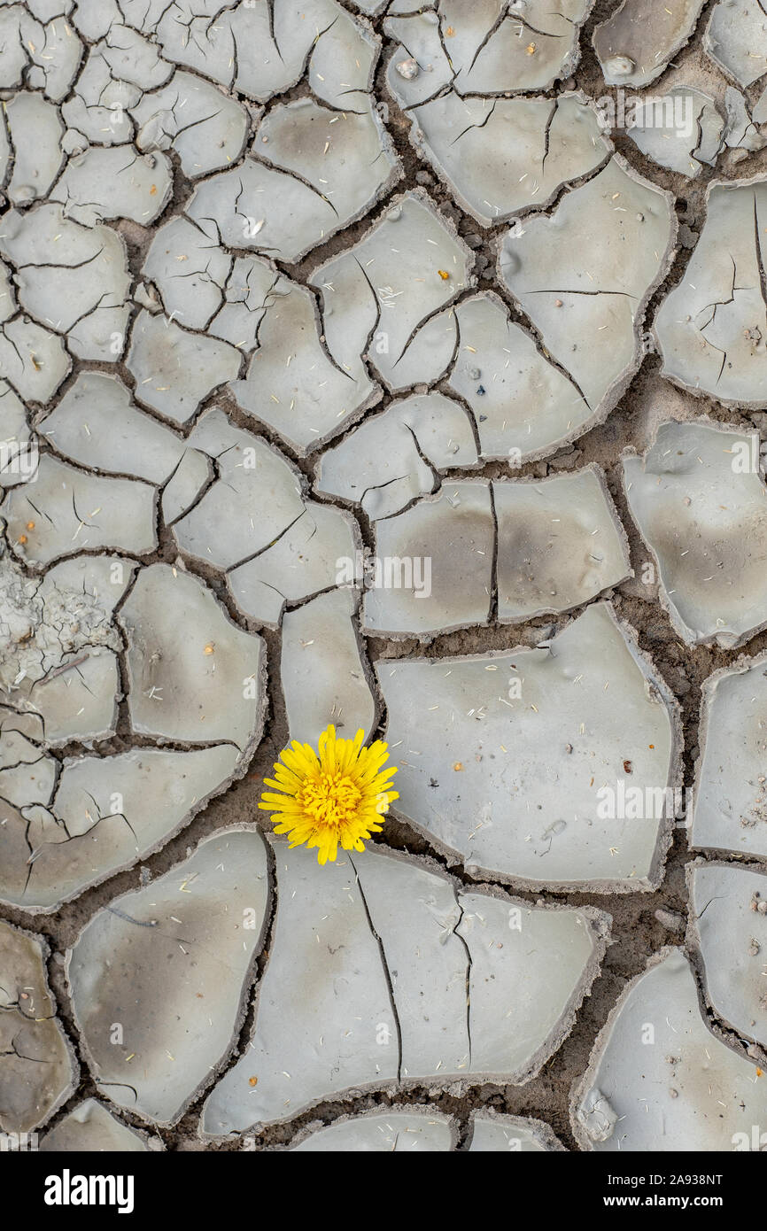 Horse foot in cracked ground Stock Photo - Alamy