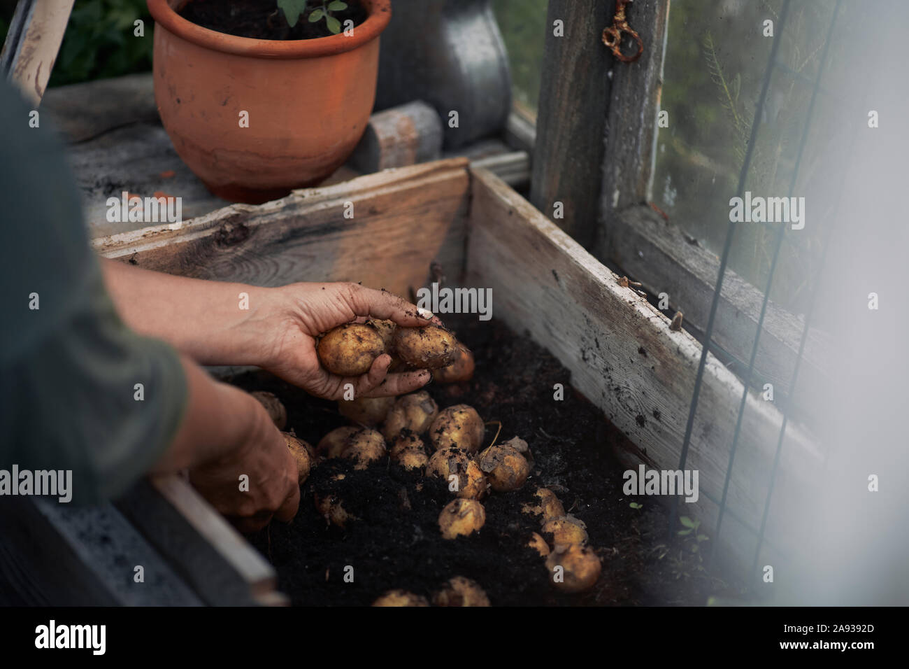 Hand with potatoes Stock Photo - Alamy