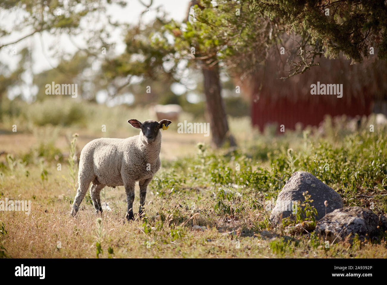 Alert lamb hi-res stock photography and images - Alamy
