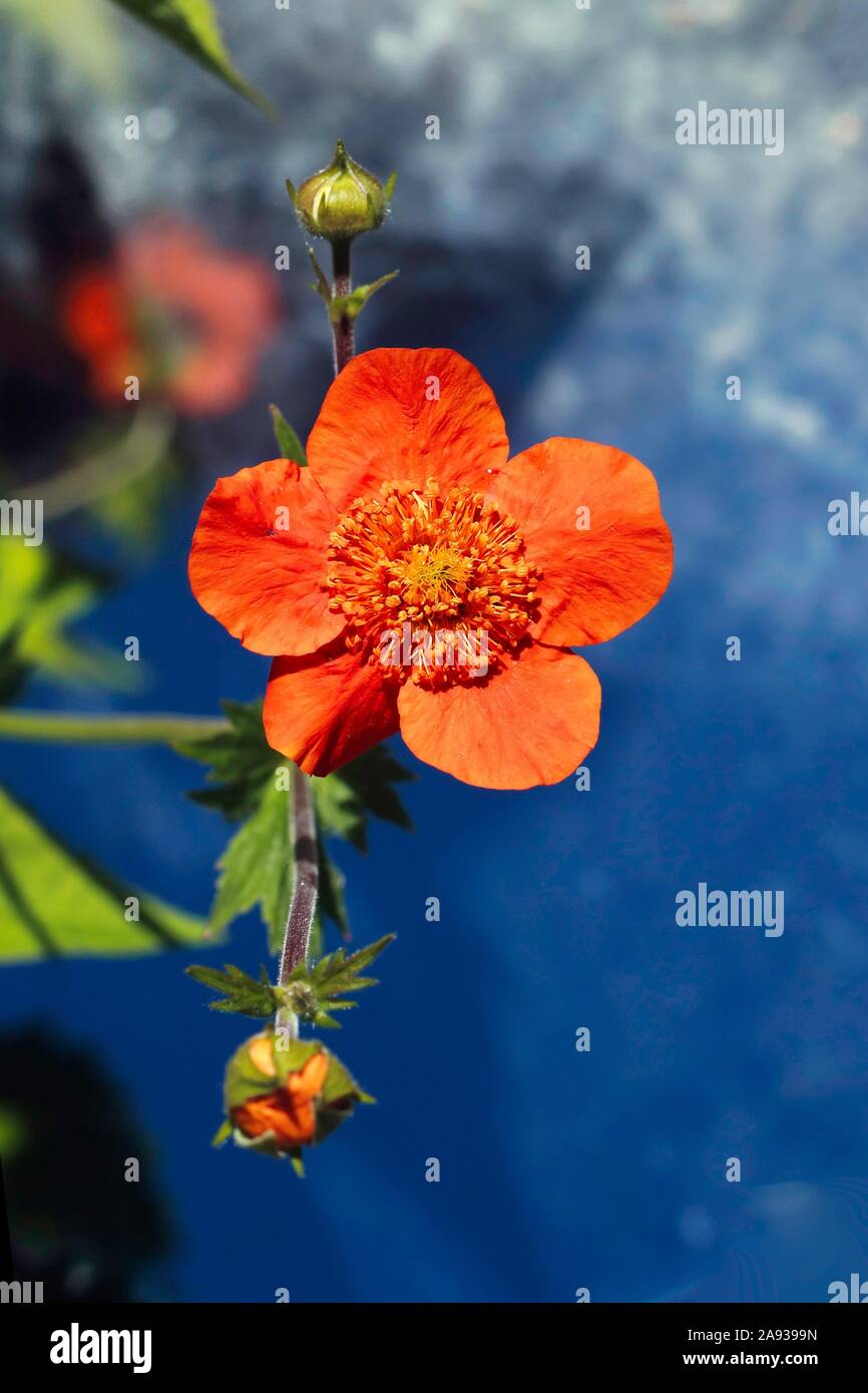 Red geum flower on blue Stock Photo - Alamy
