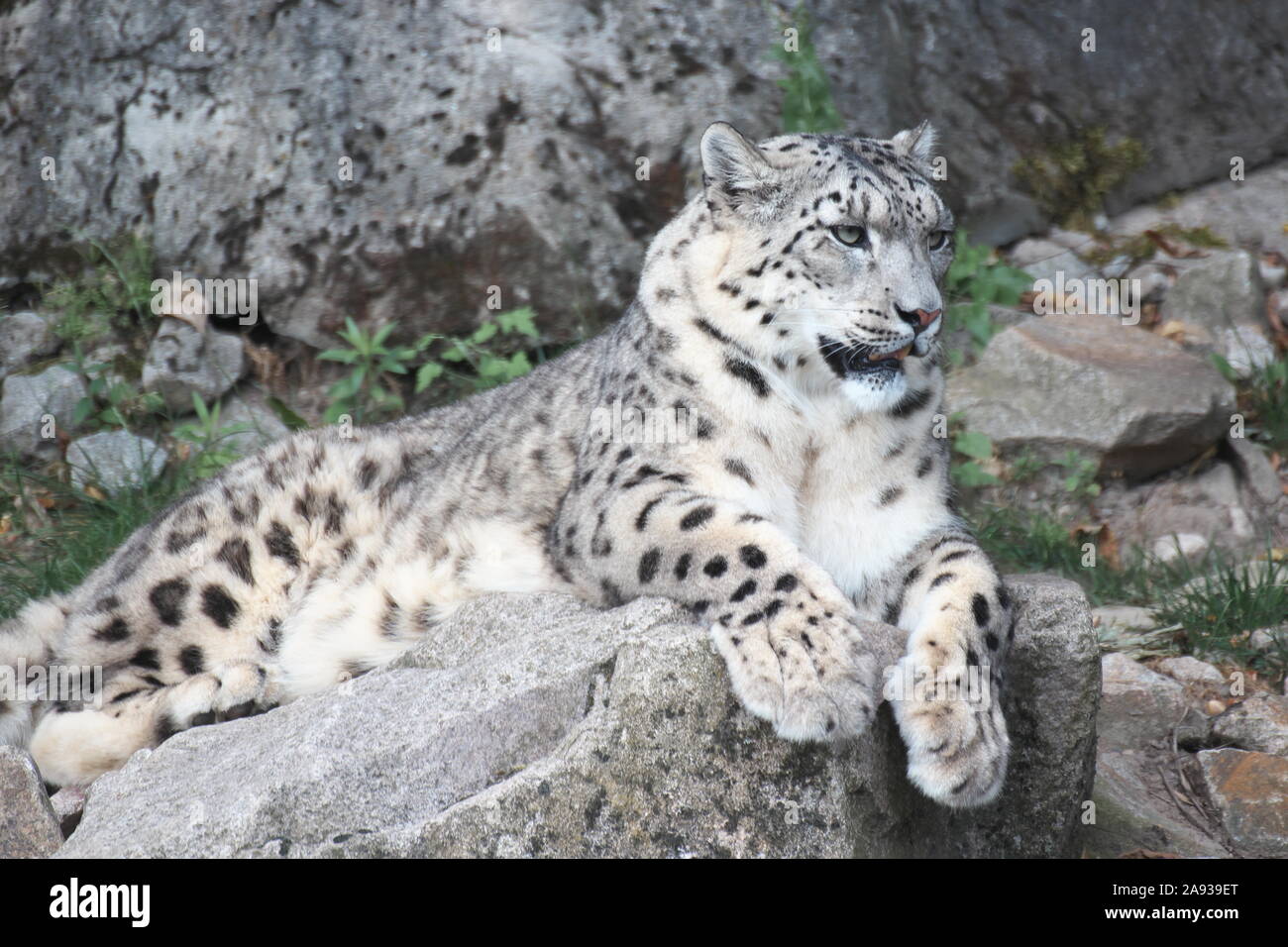 Snow leopard paw hi-res stock photography and images - Alamy