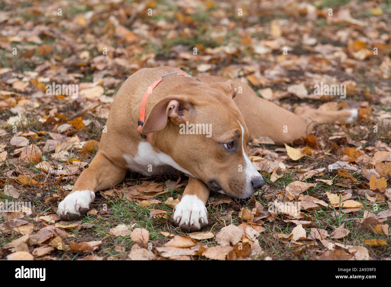 Sad american staffordshire terrier puppy is lying on a autumn leaves in ...