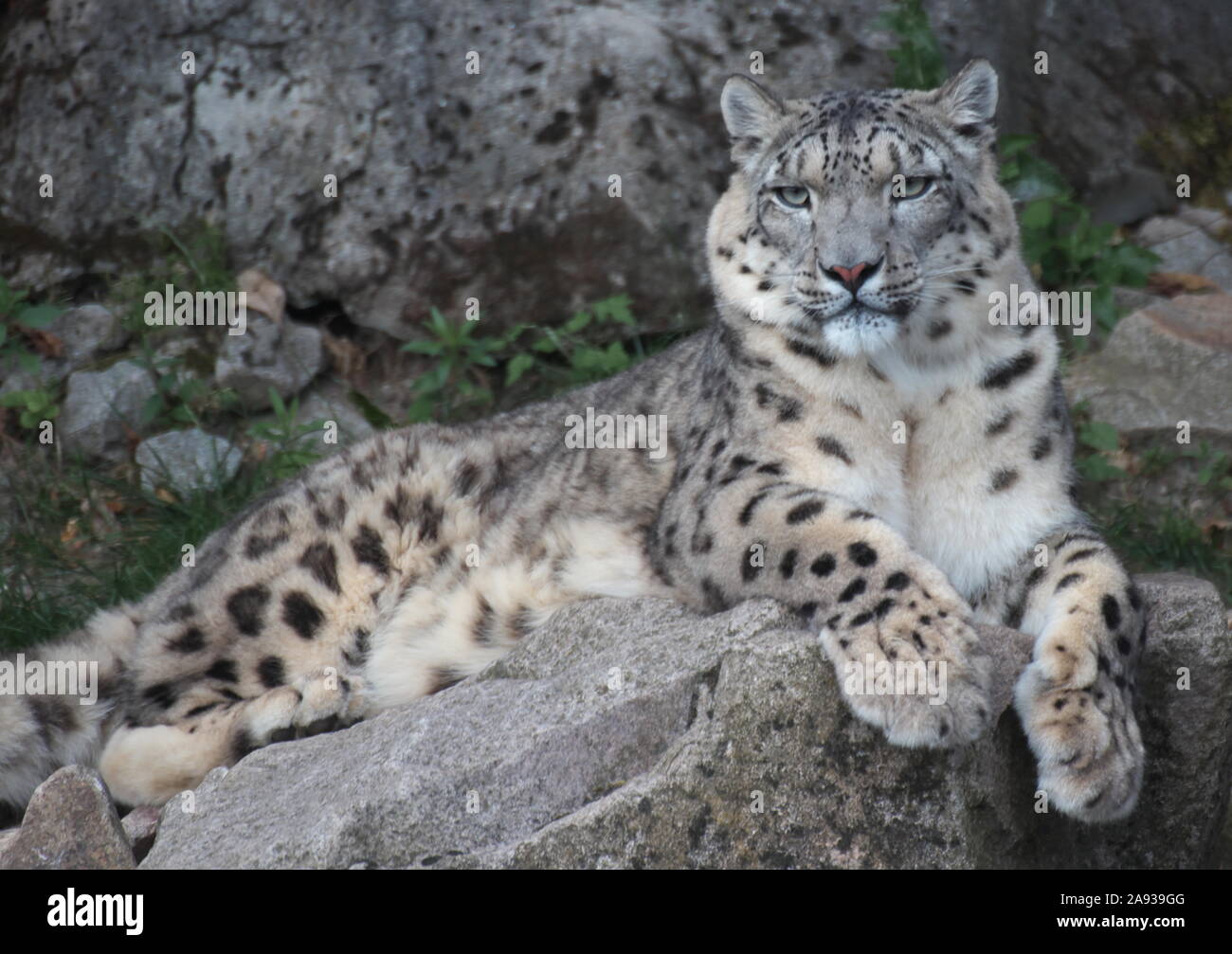 Snow leopard paw hi-res stock photography and images - Alamy