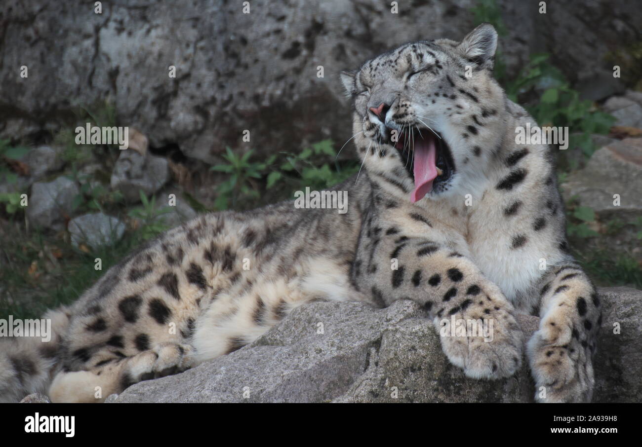 Snow leopard paw hi-res stock photography and images - Alamy