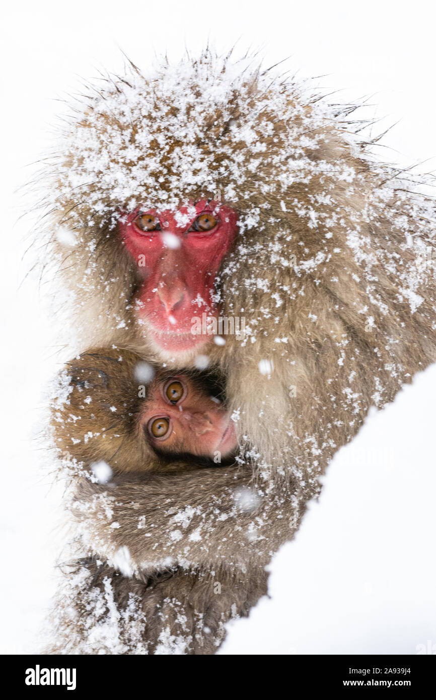 Mother and baby monkey hugging hi-res stock photography and images - Alamy