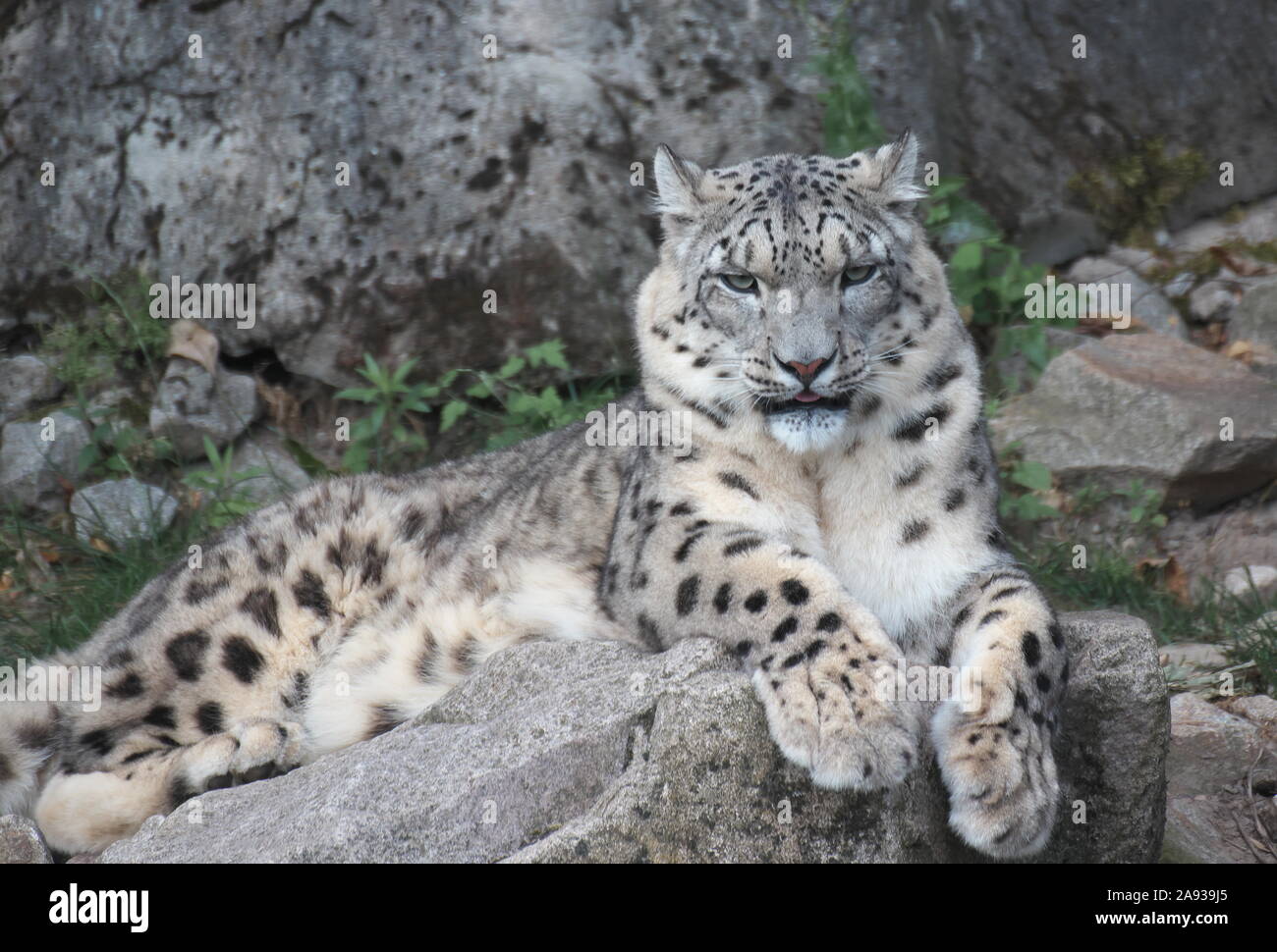 Snow leopard paw hi-res stock photography and images - Alamy
