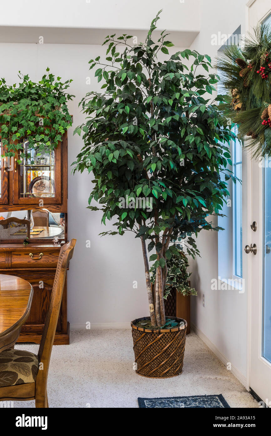 greenery within homes Stock Photo - Alamy