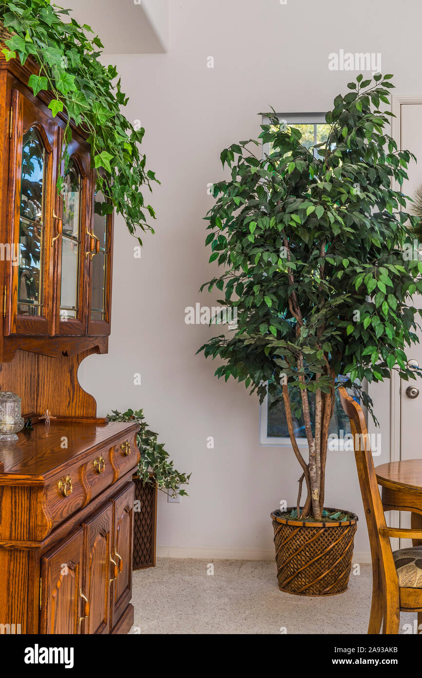 greenery within homes Stock Photo - Alamy