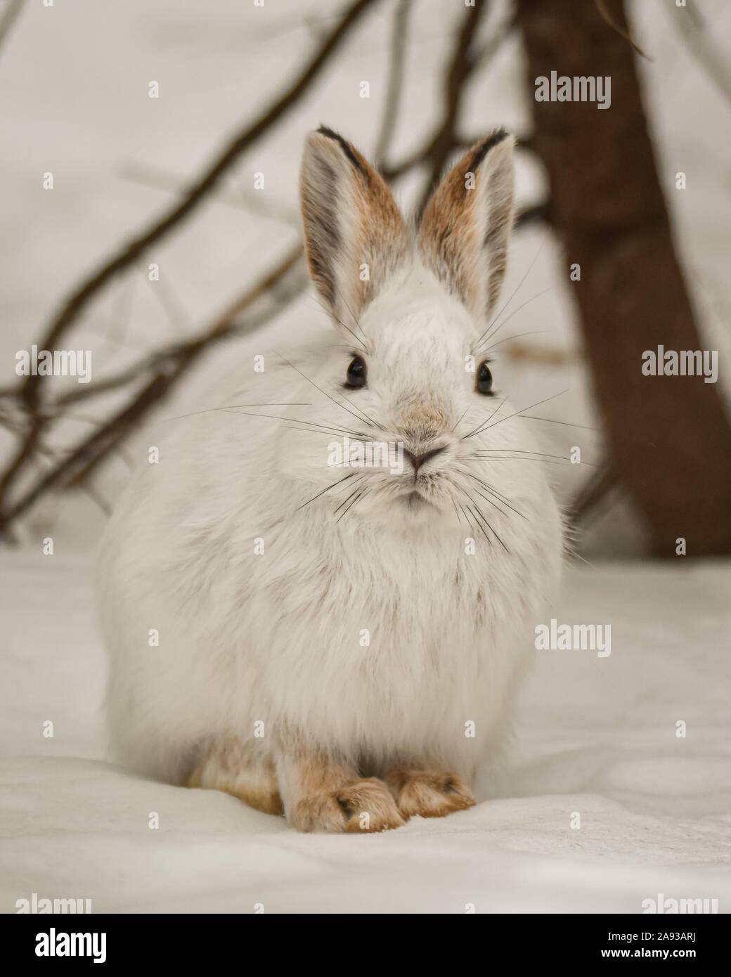 Snowshoe hare camouflage hi-res stock photography and images - Alamy