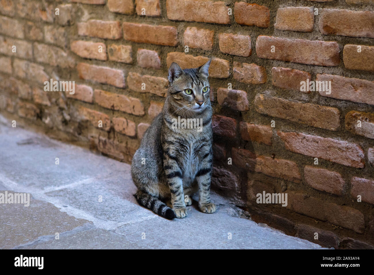 A beautiful tabby cat in the San Marco area of Venice in Italy Stock ...
