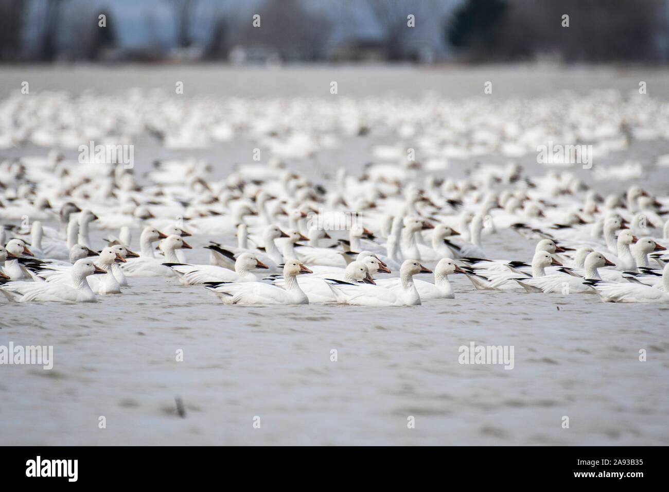 Snow Geese resting during spring Migration Stock Photo - Alamy