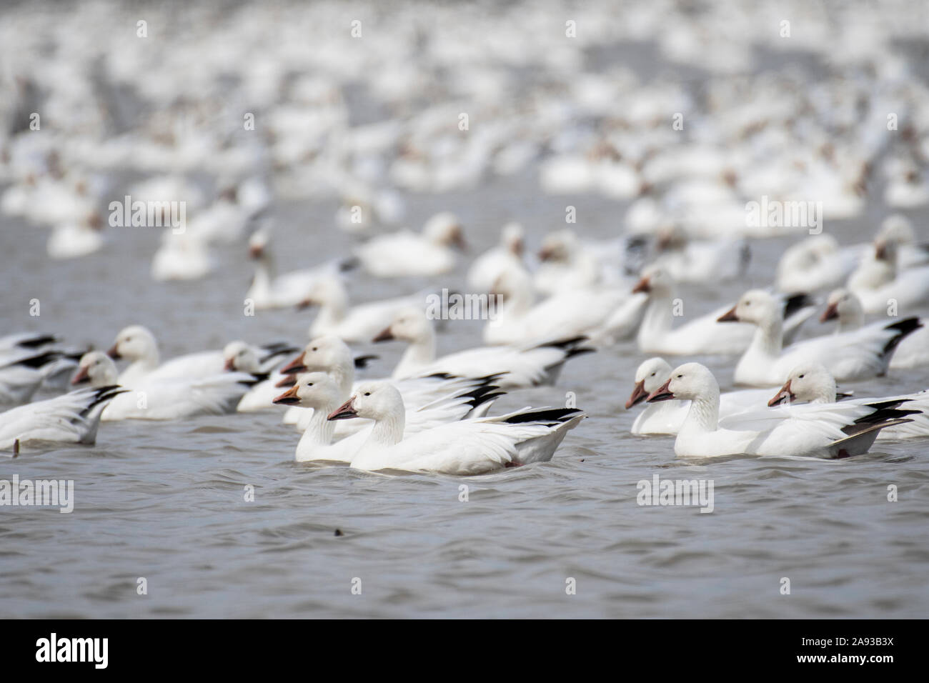 Snow Geese resting during spring Migration Stock Photo - Alamy