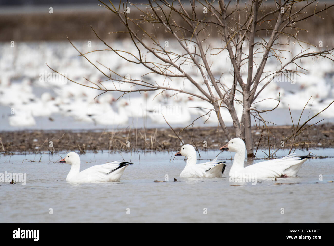Snow Geese resting during spring Migration Stock Photo - Alamy