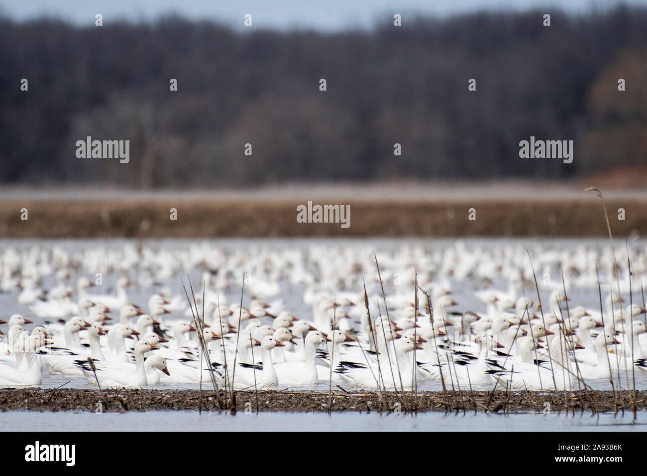 Snow Geese resting during spring Migration Stock Photo - Alamy