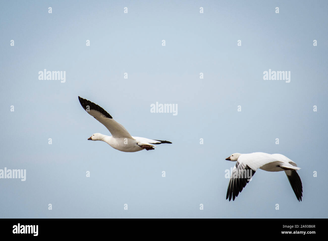 Flying Snow Geese in spring Migration Stock Photo - Alamy