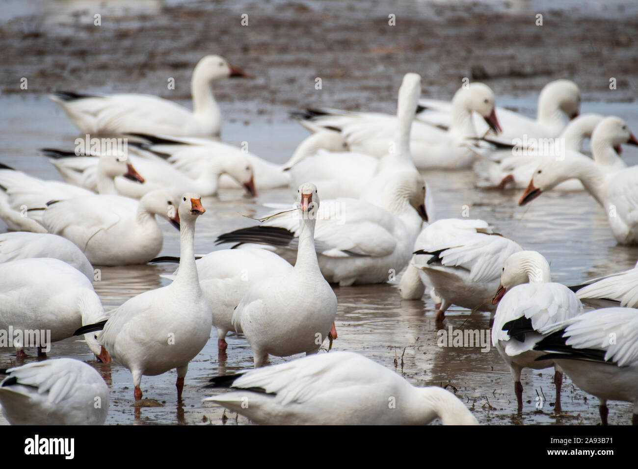 Snow Geese resting during spring Migration Stock Photo - Alamy