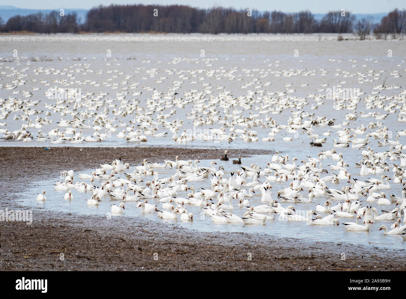 Snow Geese resting during spring Migration Stock Photo - Alamy