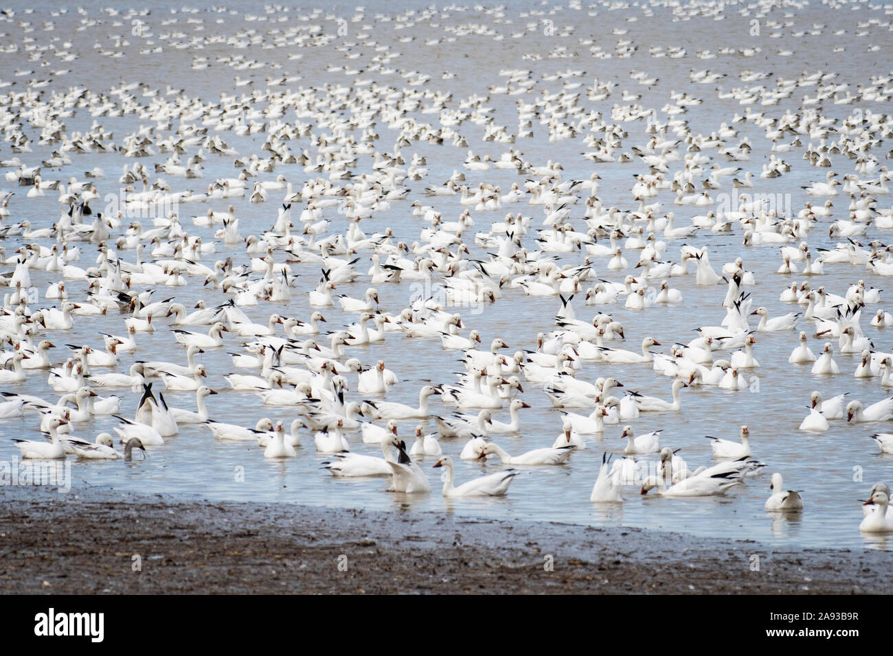 Snow Geese resting during spring Migration Stock Photo - Alamy