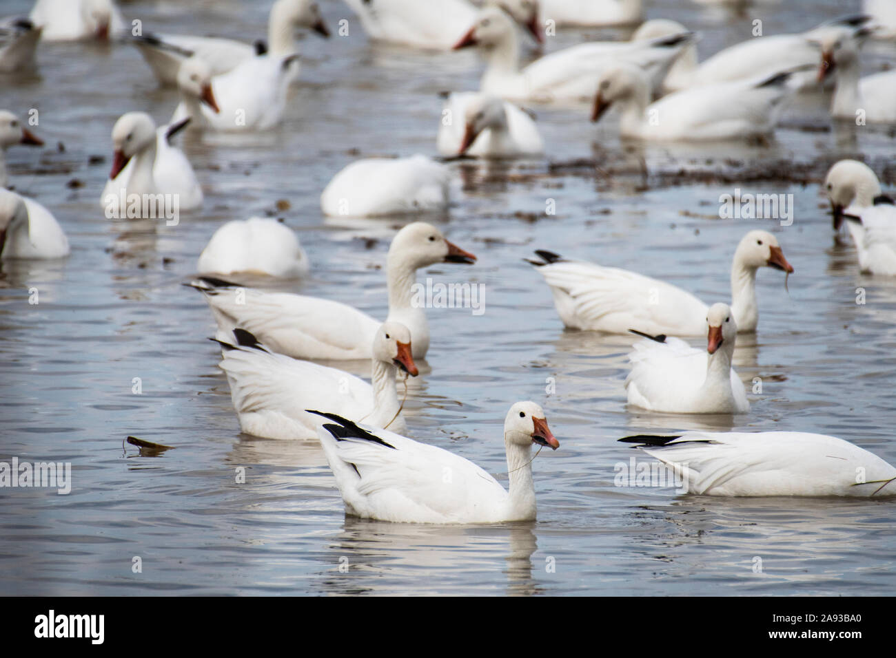 Snow Geese resting during spring Migration Stock Photo - Alamy
