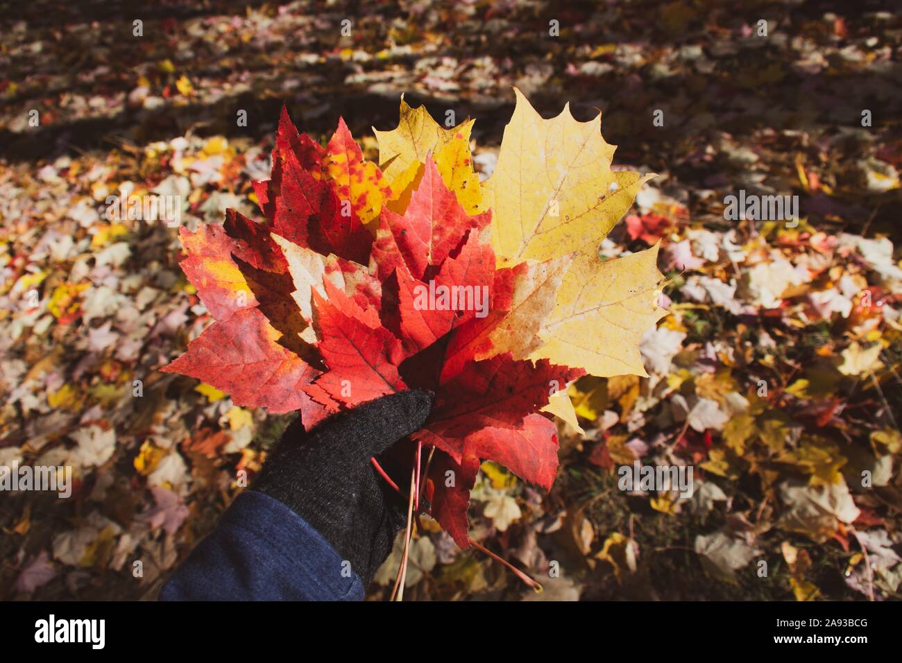 Collecting leaves hi-res stock photography and images - Alamy