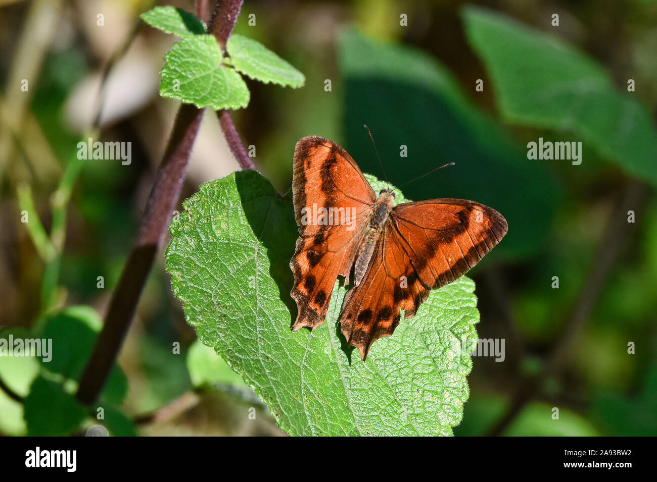 Tropical butterfly, Mindo, Ecuador Stock Photo - Alamy