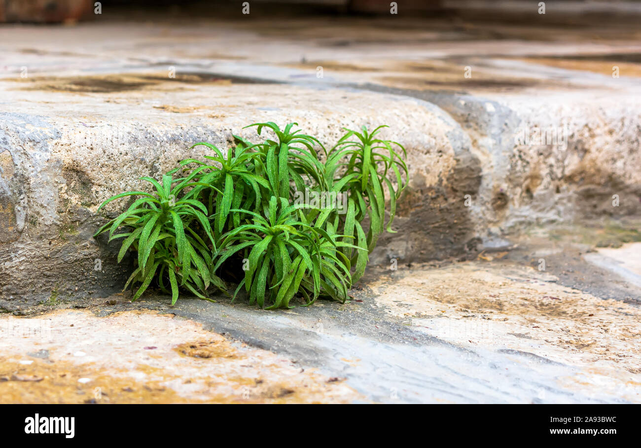 Growing stone hi-res stock photography and images - Alamy