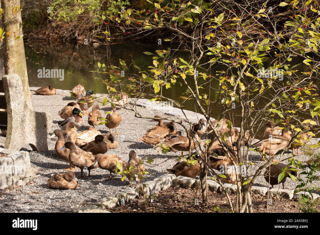 The Ducks at Valley Green Stock Photo - Alamy