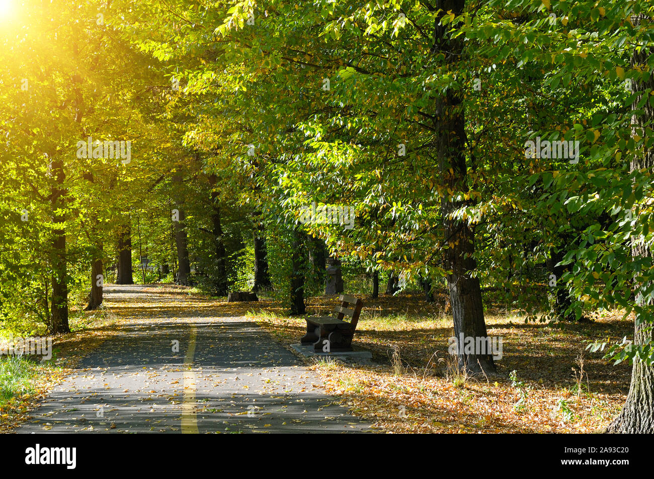 Park bench sunset in forest hi-res stock photography and images - Alamy