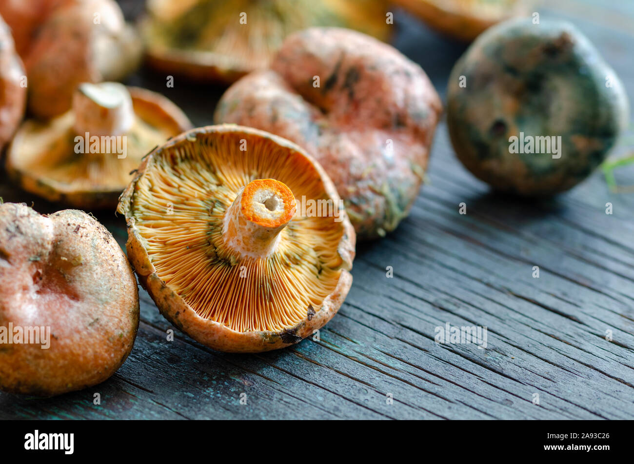 Estonian mushrooms hi-res stock photography and images - Alamy
