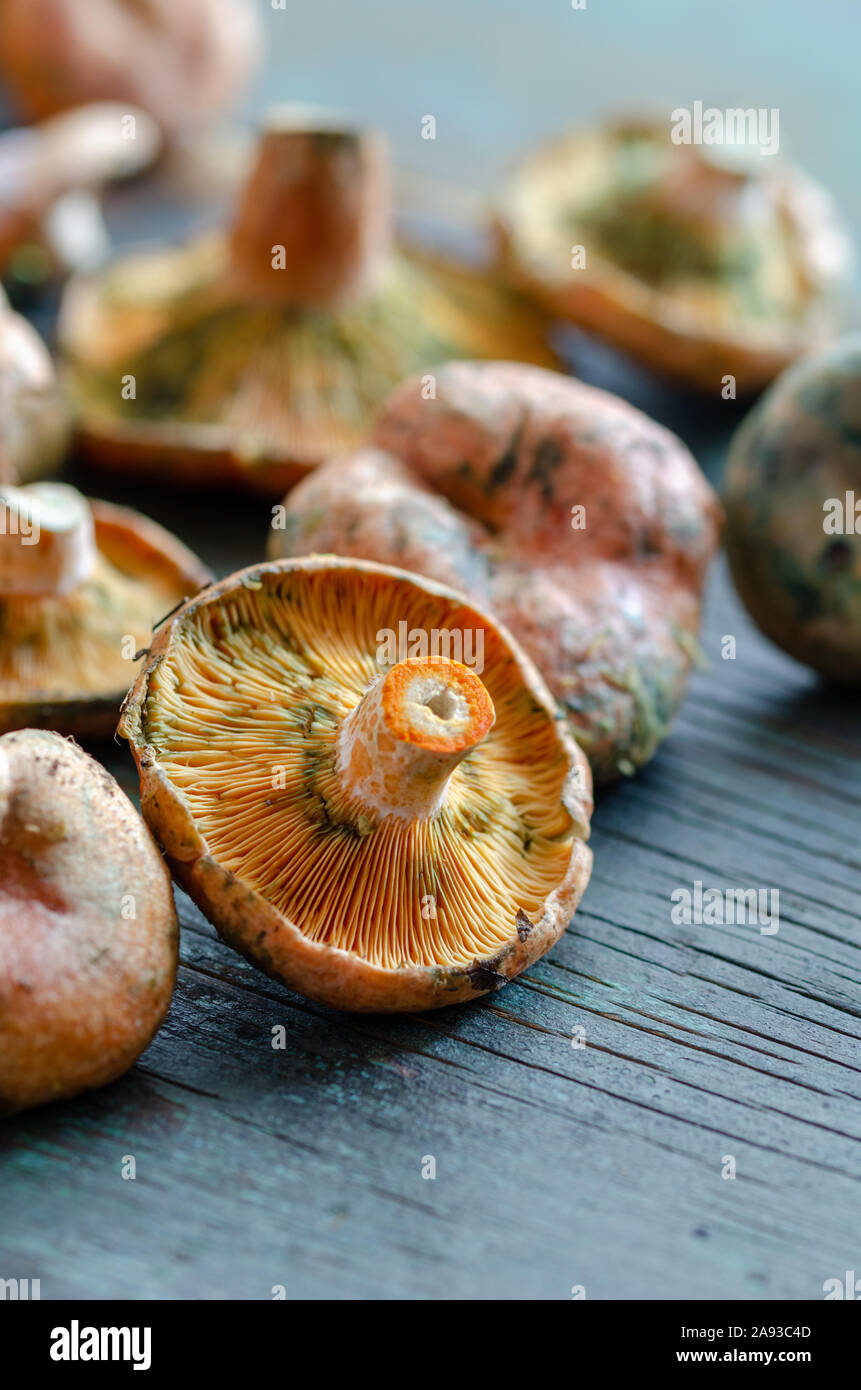 False saffron milk cap hi-res stock photography and images - Alamy