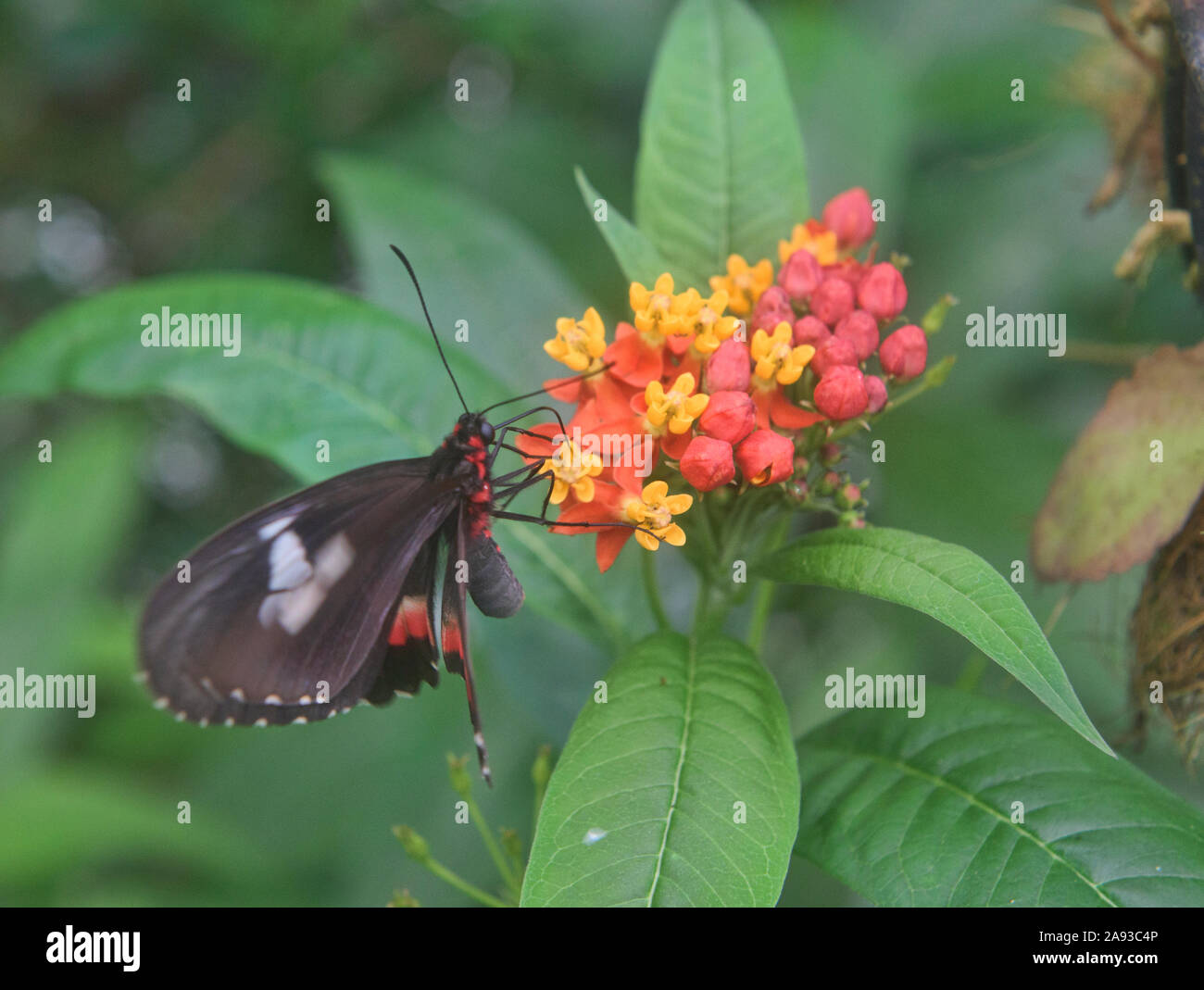 Cattleheart butterfly (Parides arcas) drinking nectar, Mindo, Ecuador ...