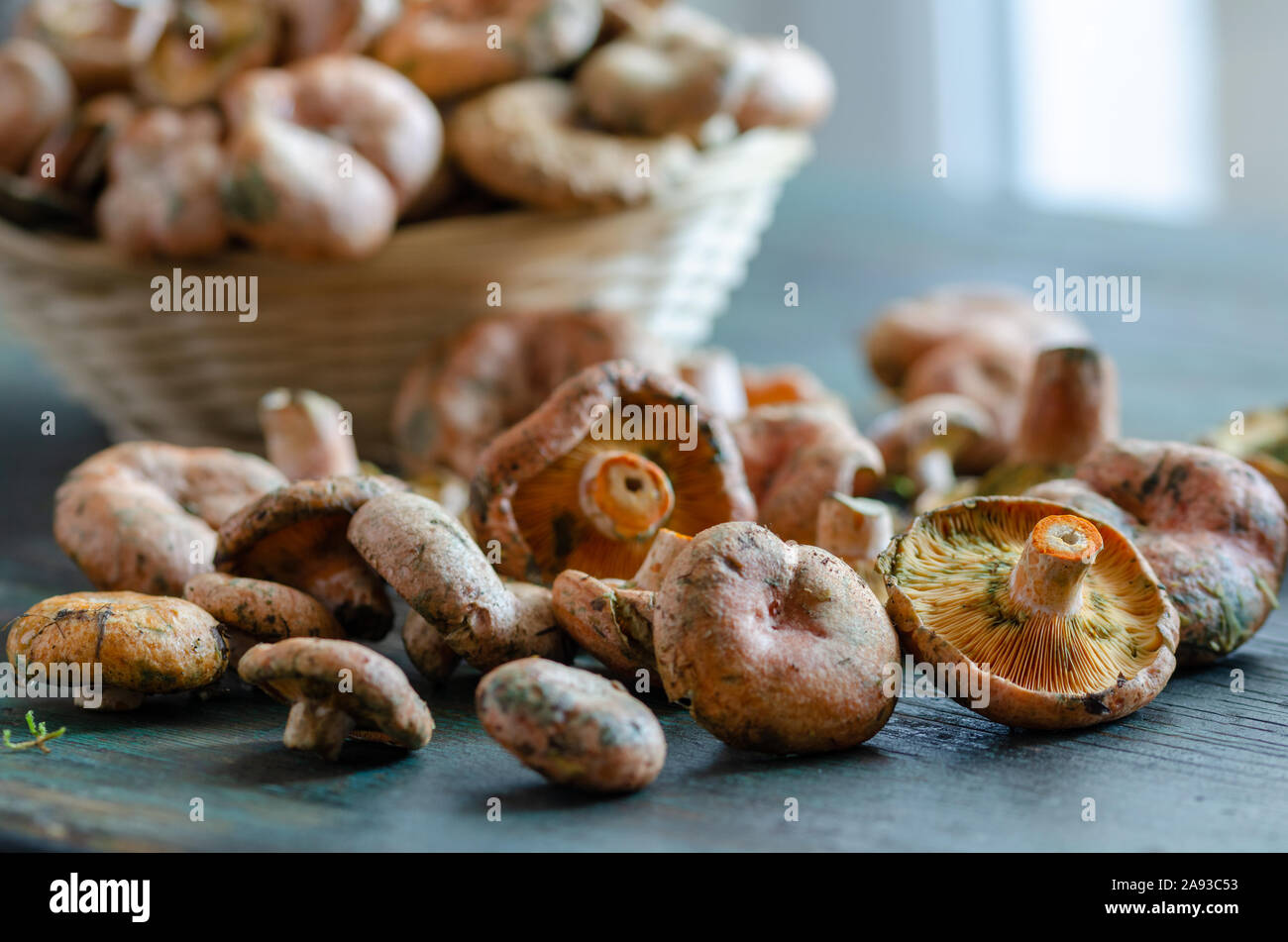 Estonian mushrooms hi-res stock photography and images - Alamy