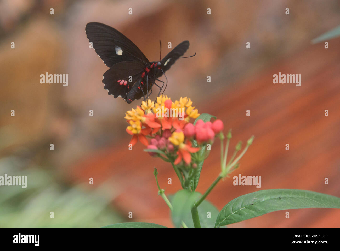 Cattleheart butterfly (Parides arcas) drinking nectar, Mindo, Ecuador ...