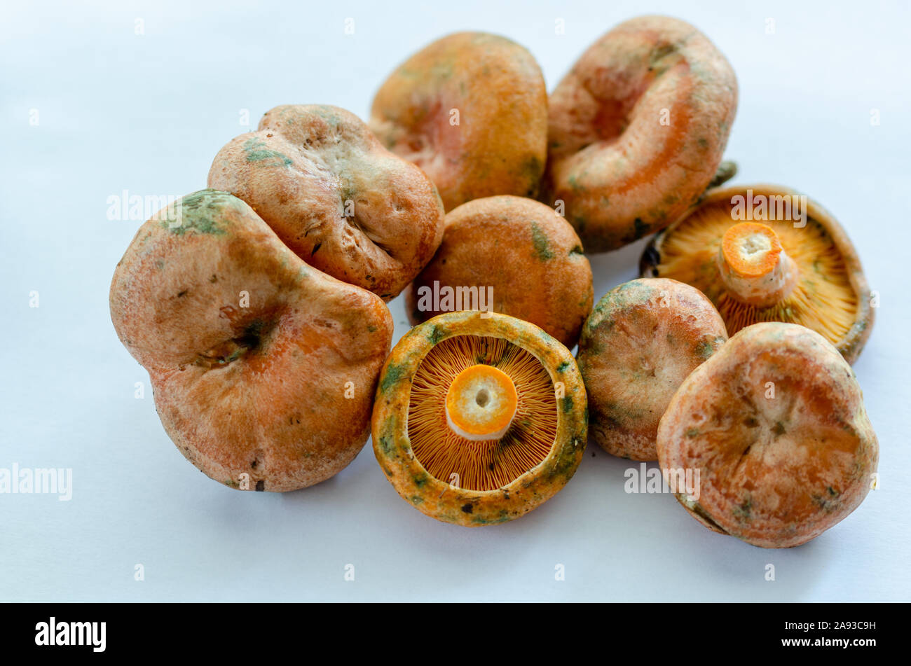 Fresh Spruce Milkcap mushrooms on white background Stock Photo - Alamy
