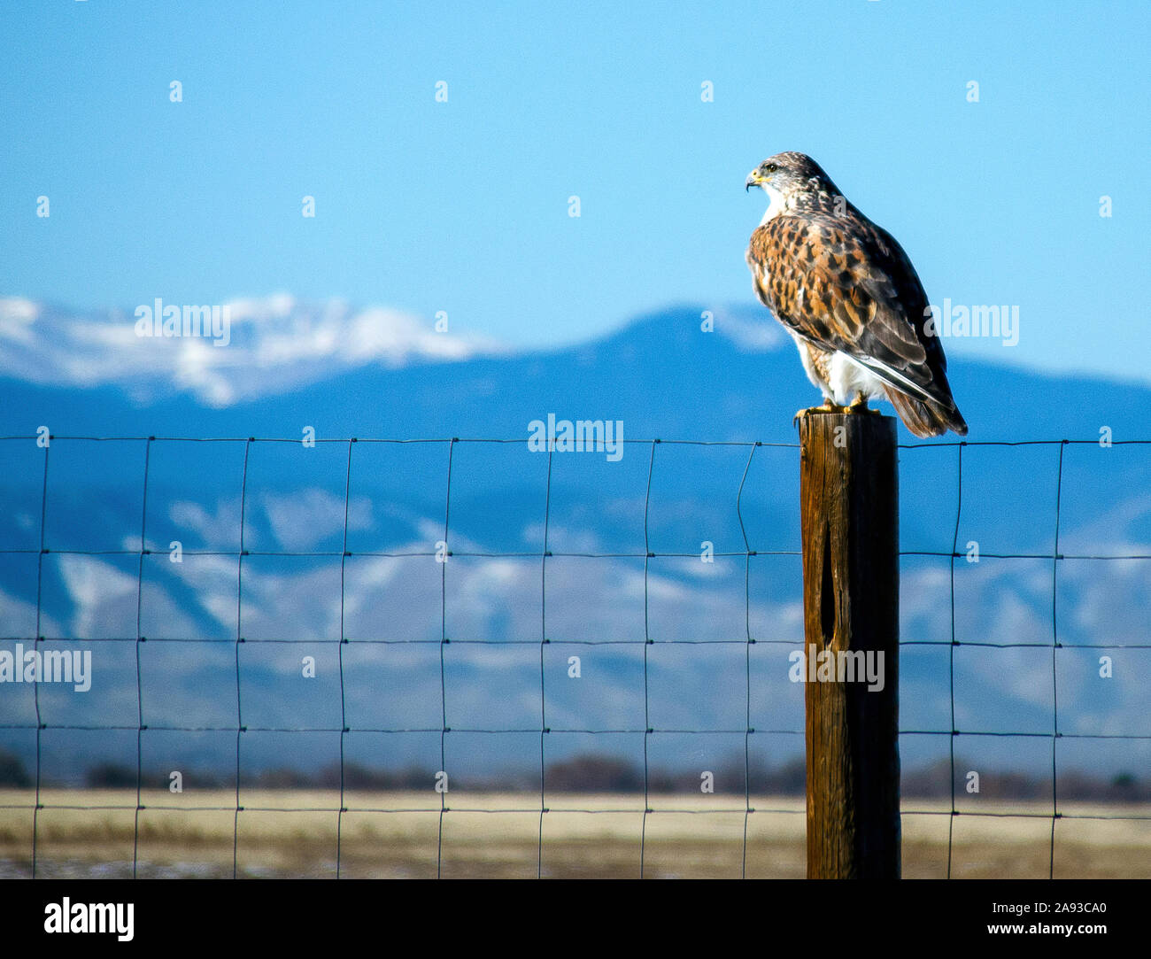 Ferruginous hawk in the Colorado Rocky Mountains Stock Photo - Alamy