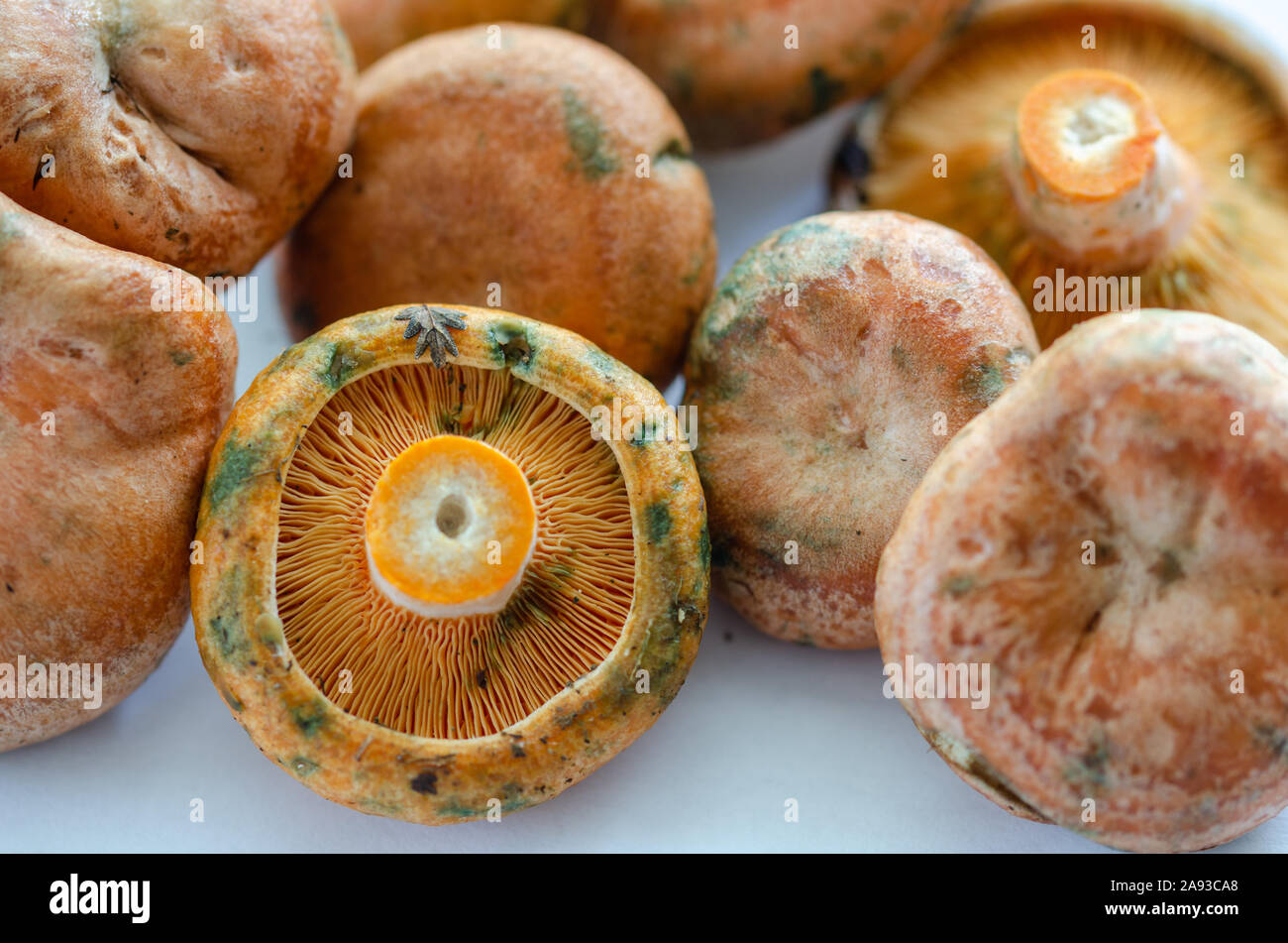 Fresh Spruce Milkcap mushrooms on white background Stock Photo - Alamy