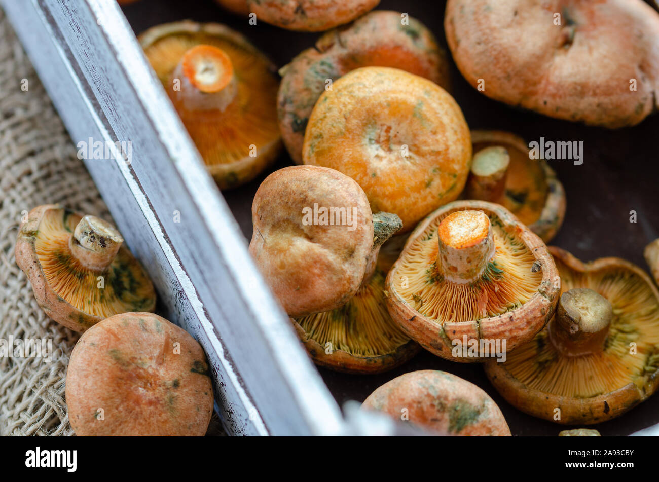 Fresh Spruce Milkcap mushrooms in wooden basket Stock Photo - Alamy
